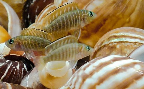 Neolamprologus Similis Breeding